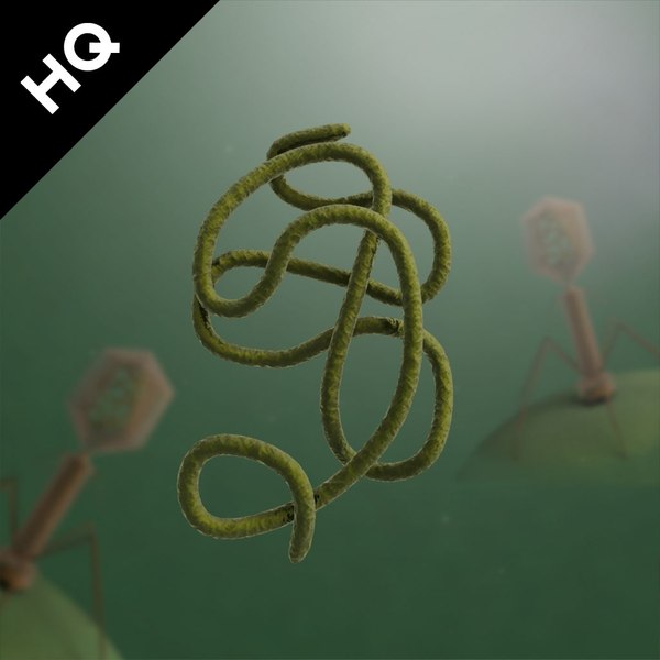 t4 virus 3d model