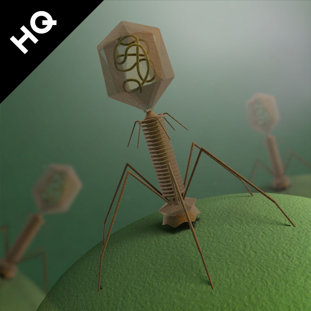 T4 Virus 3d Model