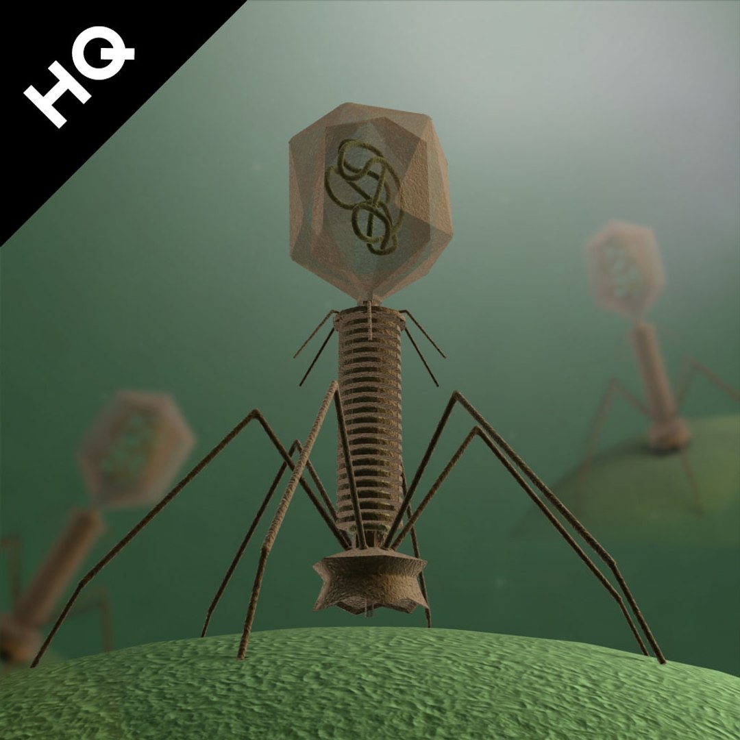 T4 Virus 3d Model