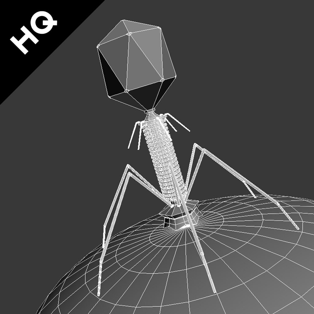 T4 Virus 3d Model