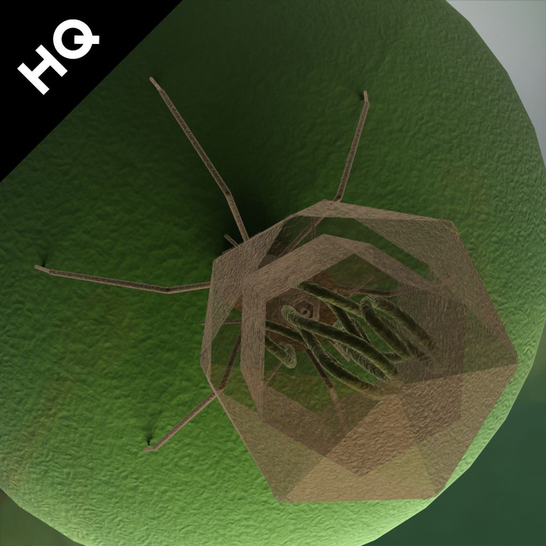 T4 Virus 3d Model