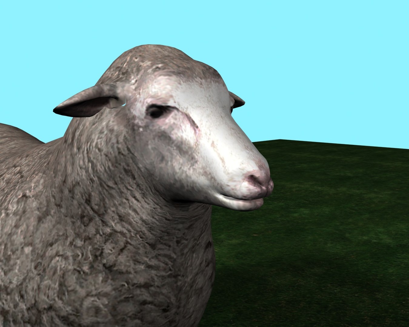 3d Model Sheep