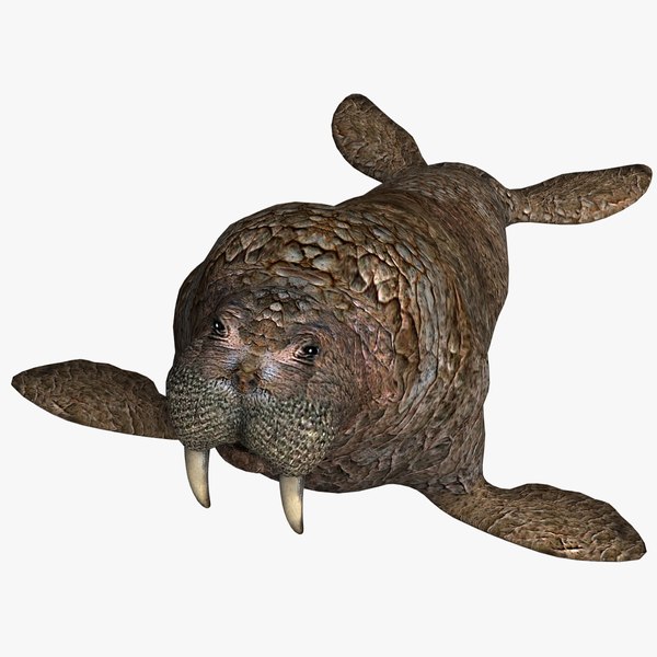 Walrus 3D Models for Download | TurboSquid