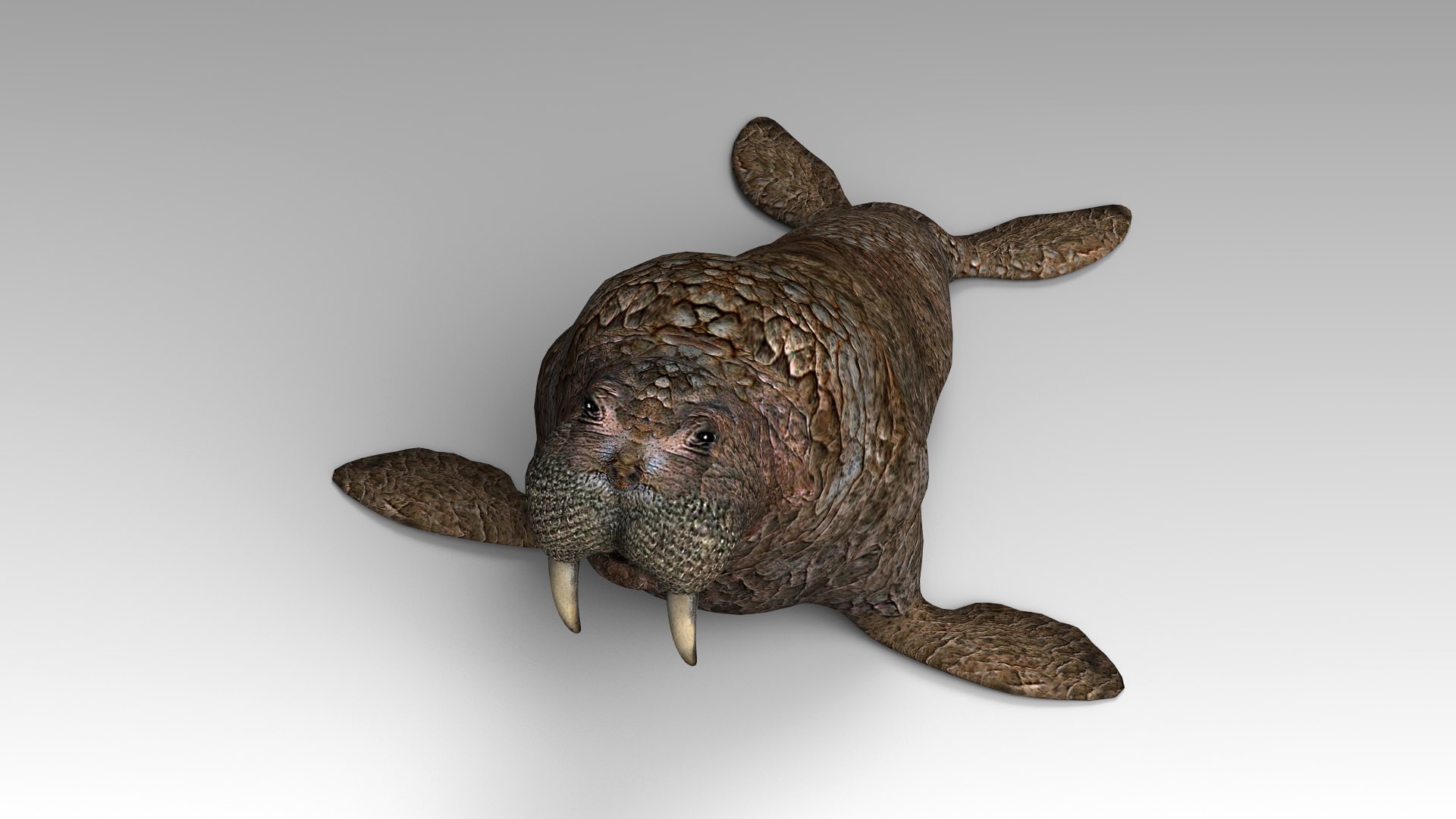 Walrus 3ds