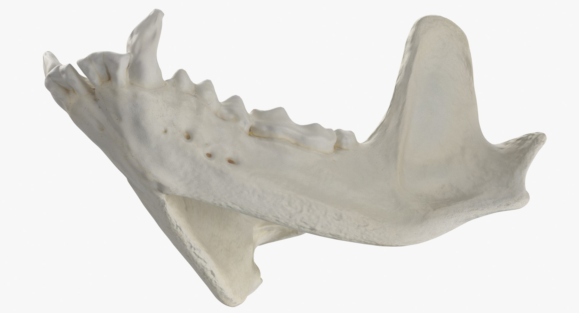 Real European Badger ( Meles Meles ) Jaw 01 L 3D Model - TurboSquid 1817841