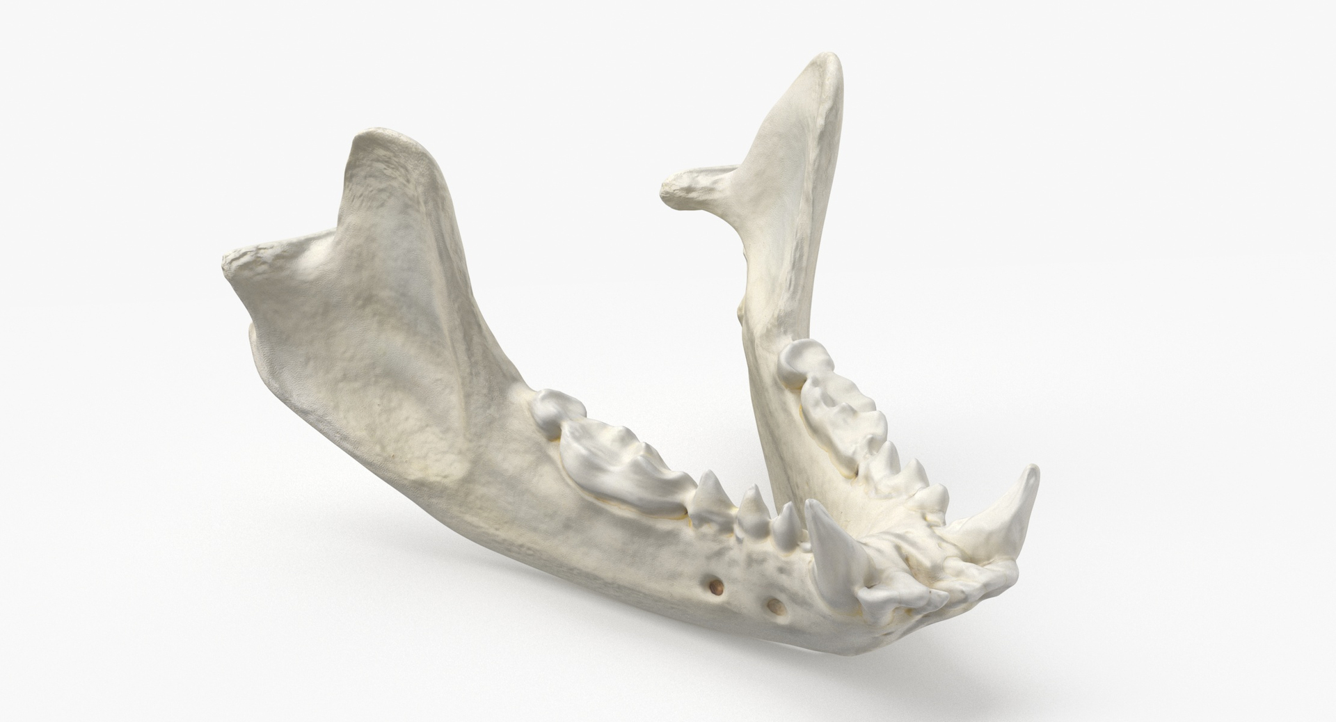 Real European Badger ( Meles Meles ) Jaw 01 L 3D Model - TurboSquid 1817841