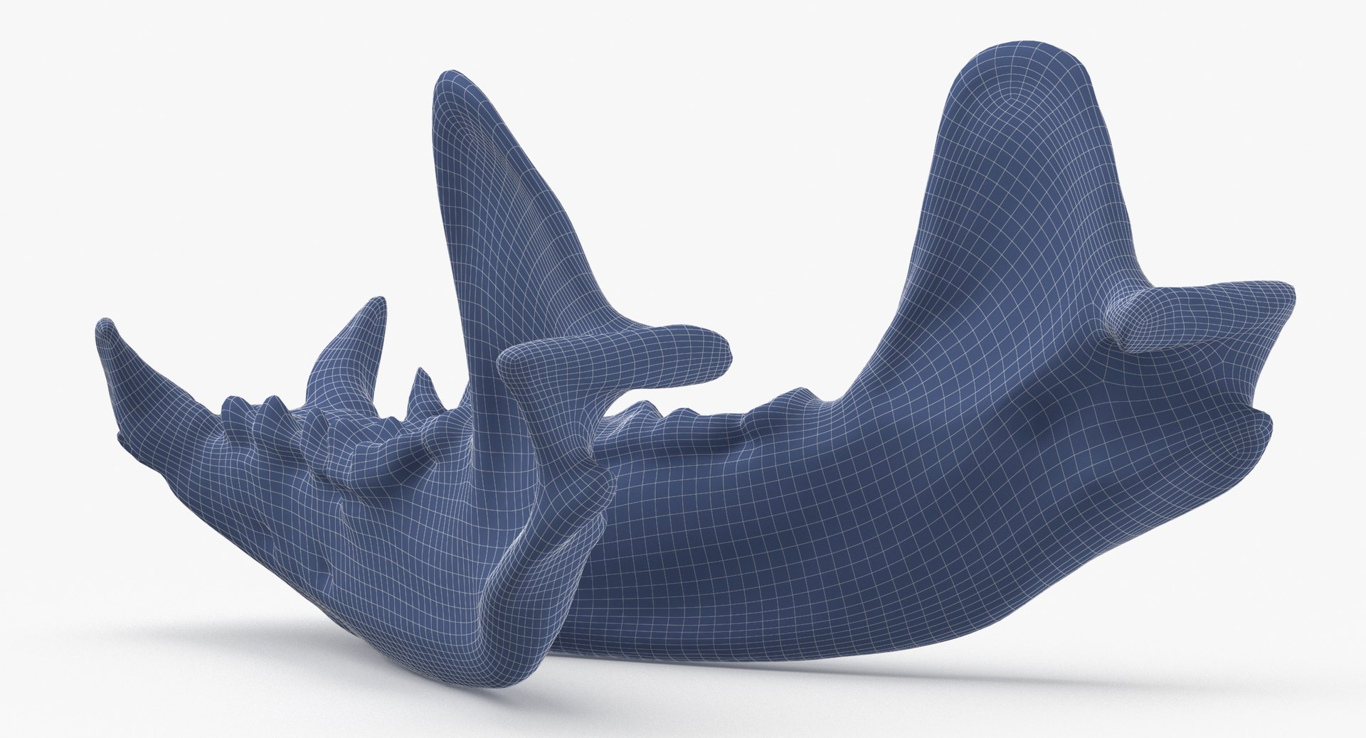 Real European Badger ( Meles Meles ) Jaw 01 L 3D Model - TurboSquid 1817841