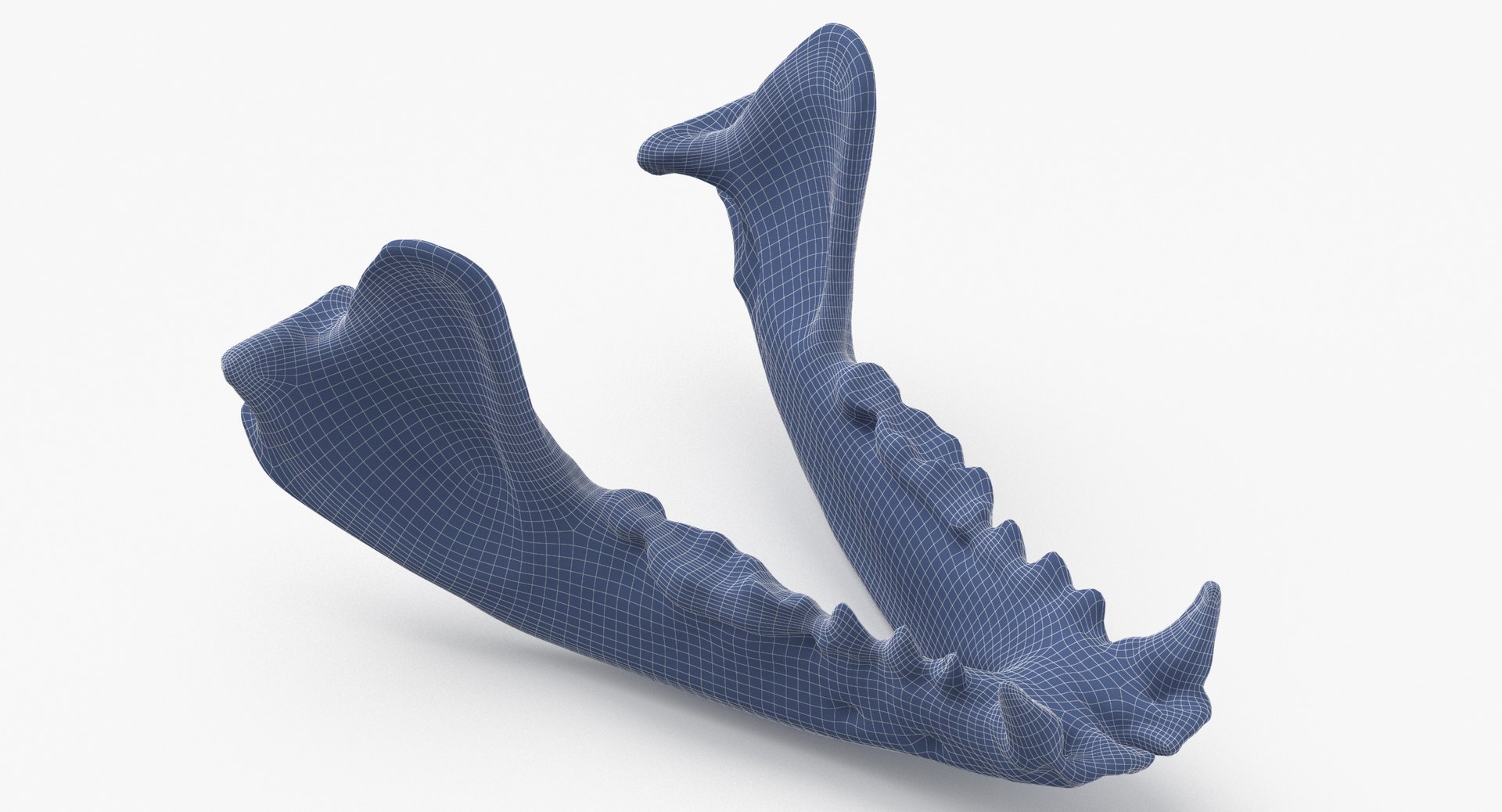 Real European Badger ( Meles Meles ) Jaw 01 L 3D Model - TurboSquid 1817841