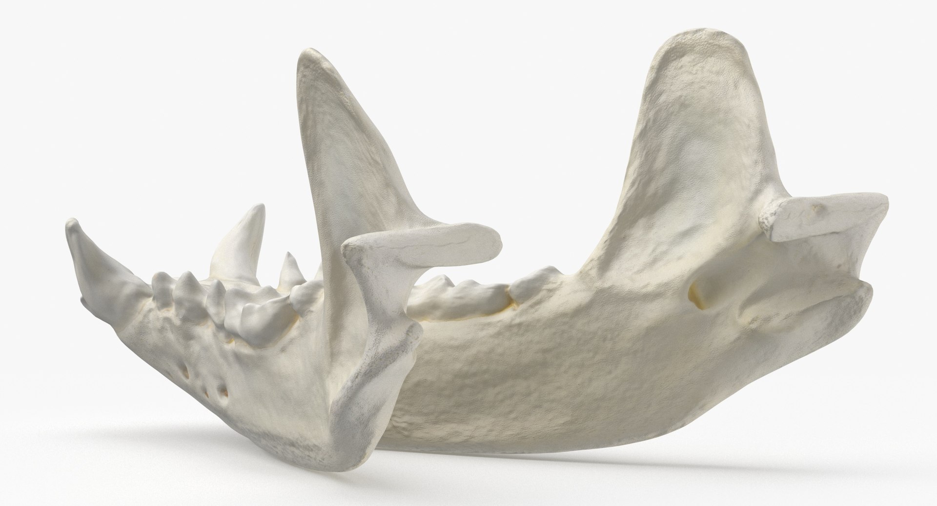 Real European Badger ( Meles Meles ) Jaw 01 L 3D Model - TurboSquid 1817841