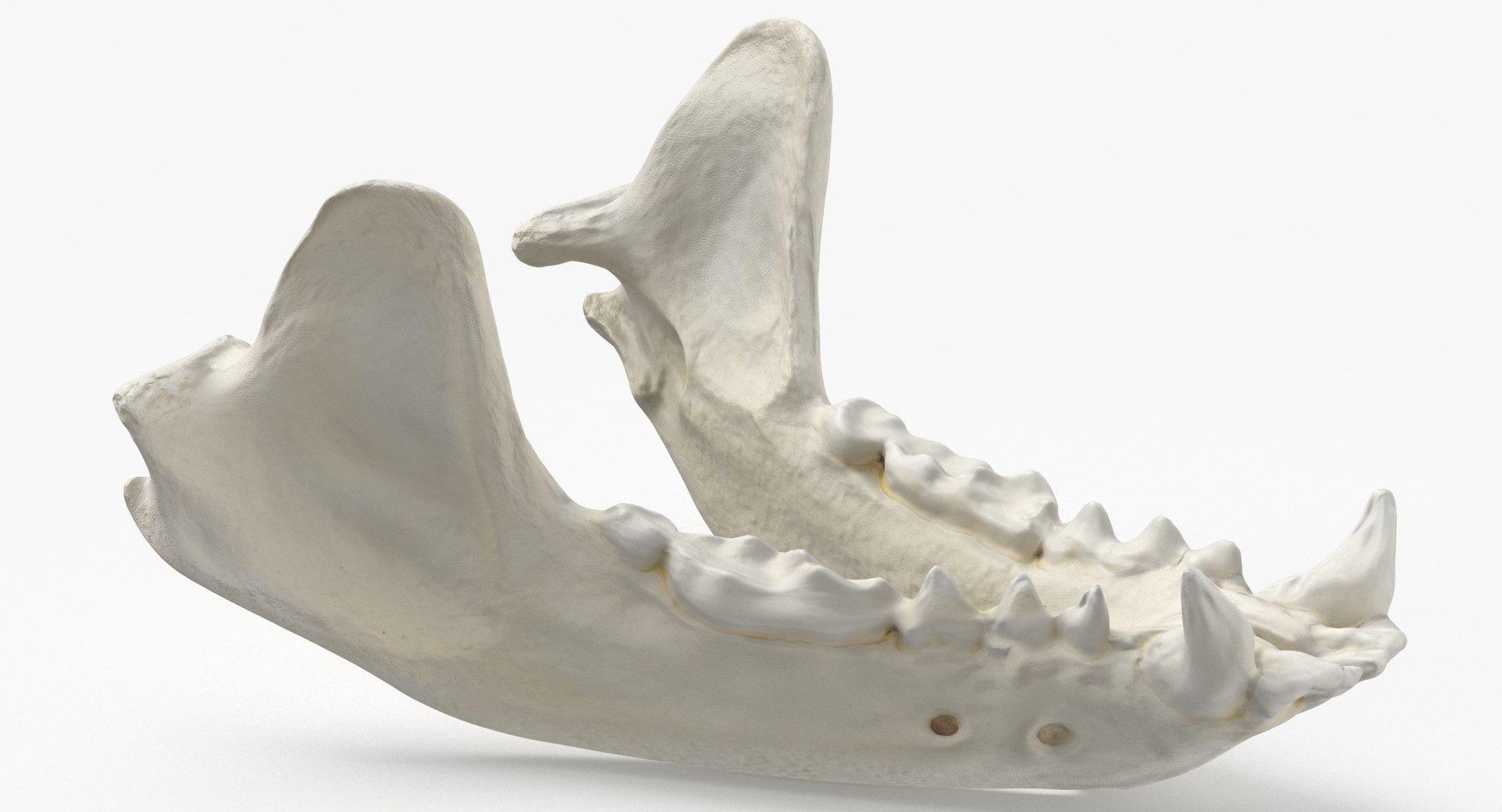Real European Badger ( Meles Meles ) Jaw 01 L 3D Model - TurboSquid 1817841