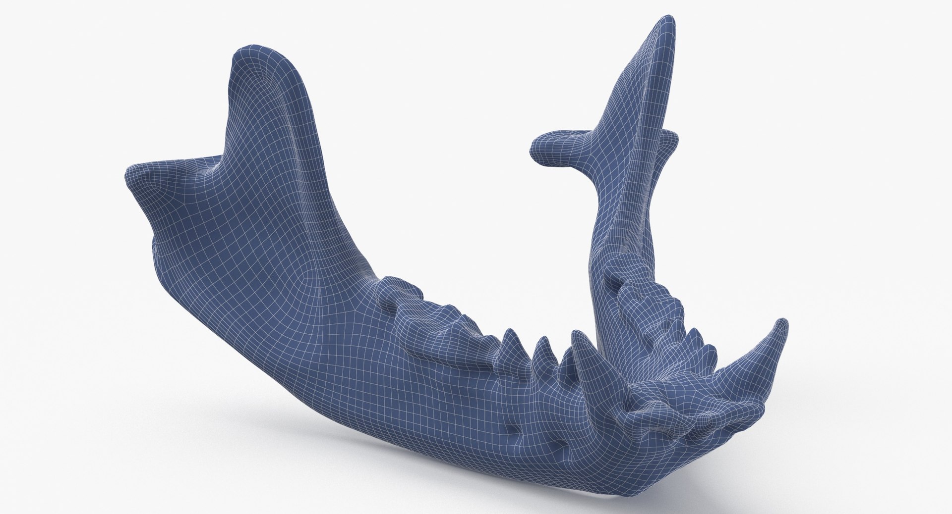 Real European Badger ( Meles Meles ) Jaw 01 L 3D Model - TurboSquid 1817841