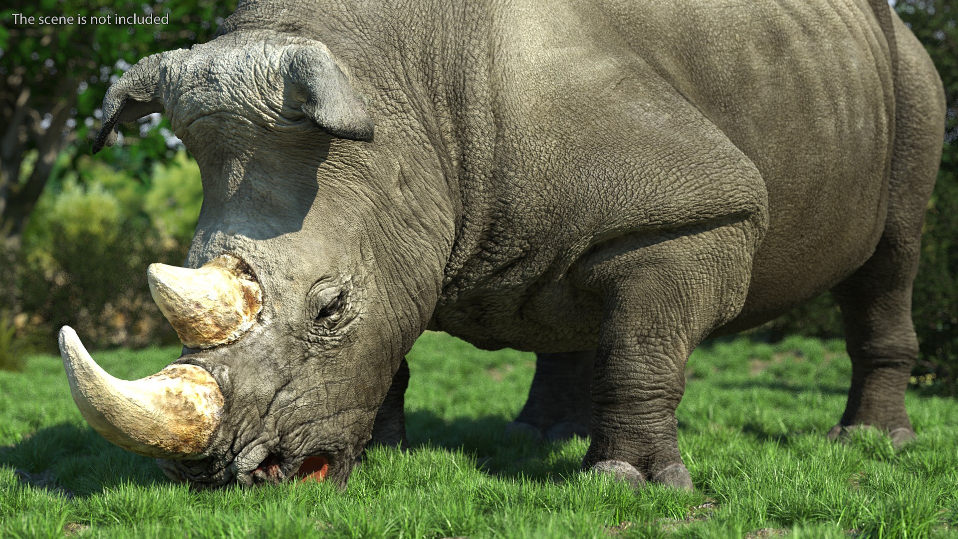 Adult Rhino Drinking Pose 3D Model - TurboSquid 1675766