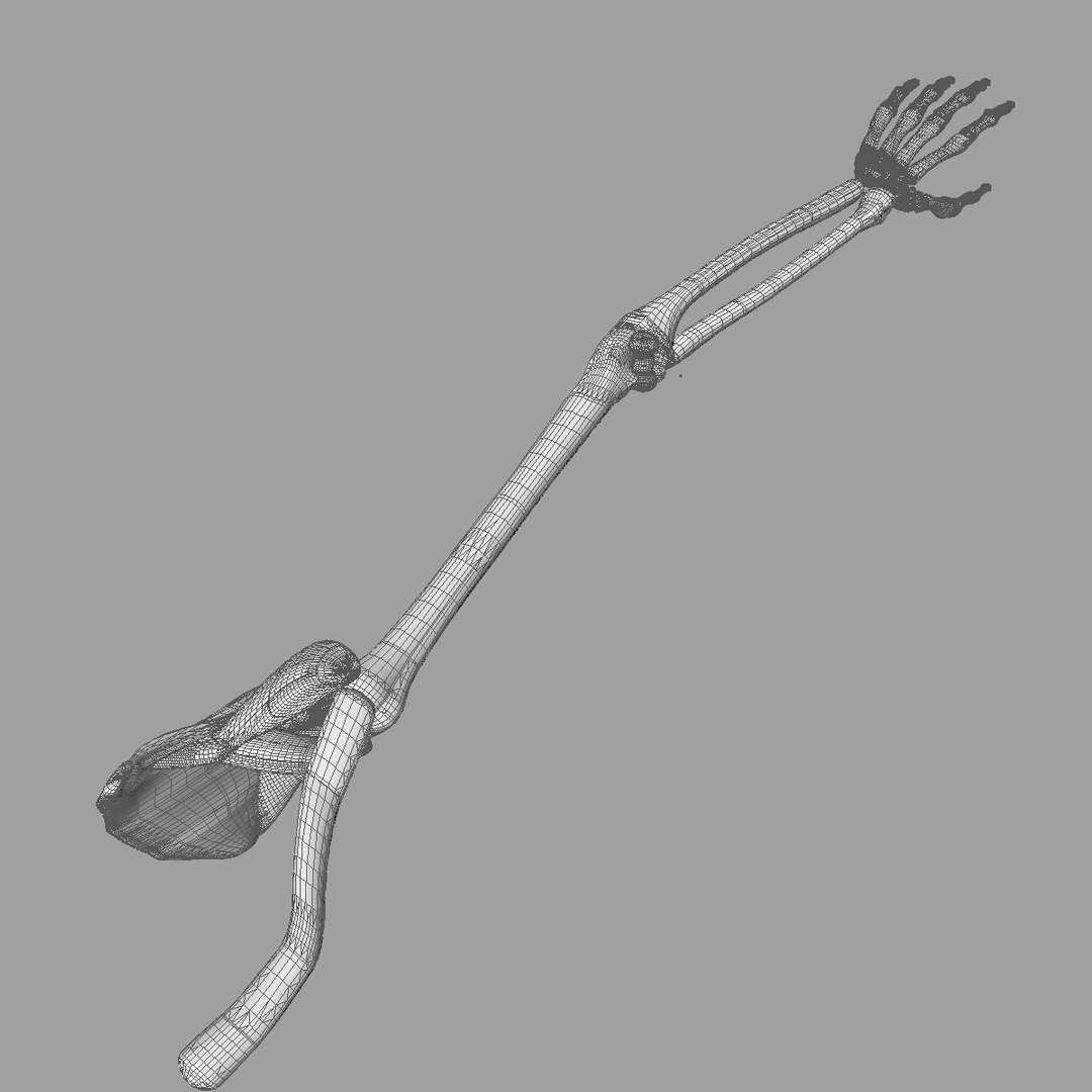 3d Colour Arm Hand Skeleton Model