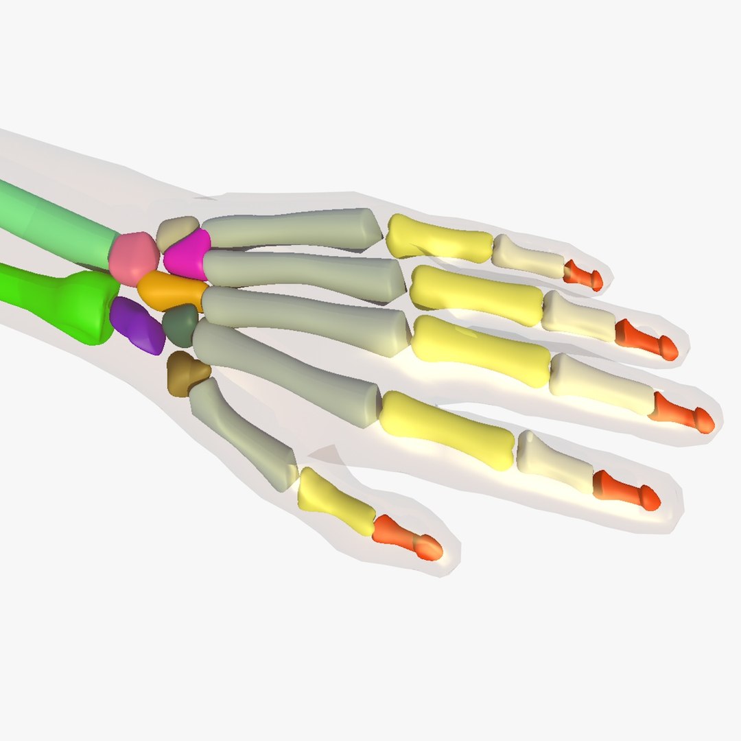 3d Colour Arm Hand Skeleton Model