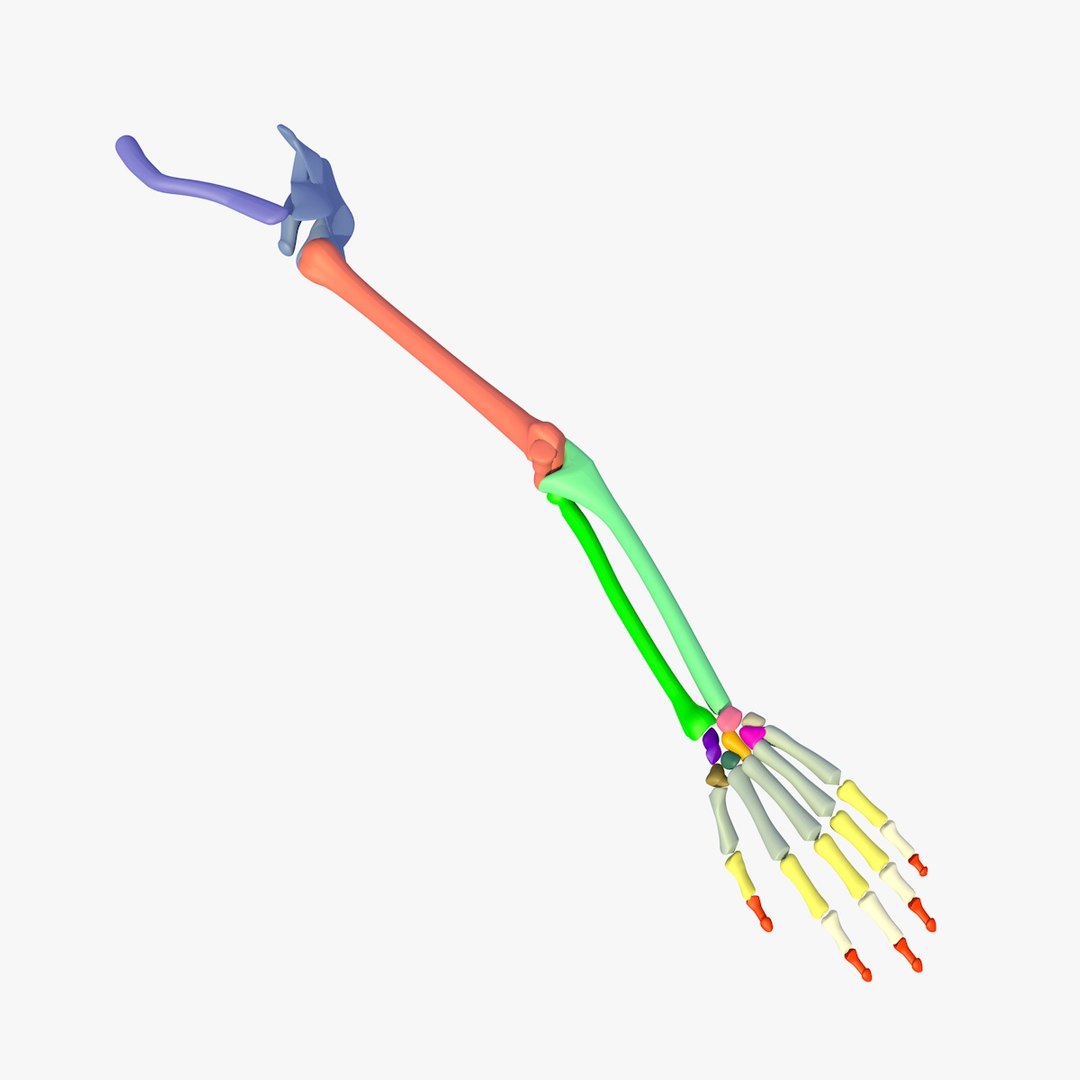 3d Colour Arm Hand Skeleton Model