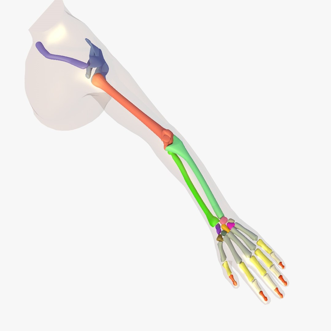 3d Colour Arm Hand Skeleton Model