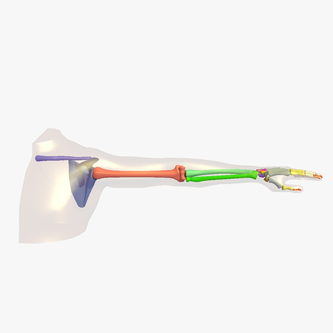 3d Colour Arm Hand Skeleton Model