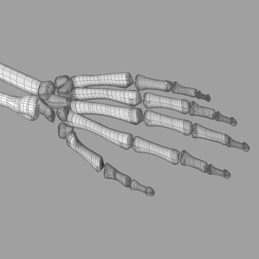 3d Colour Arm Hand Skeleton Model