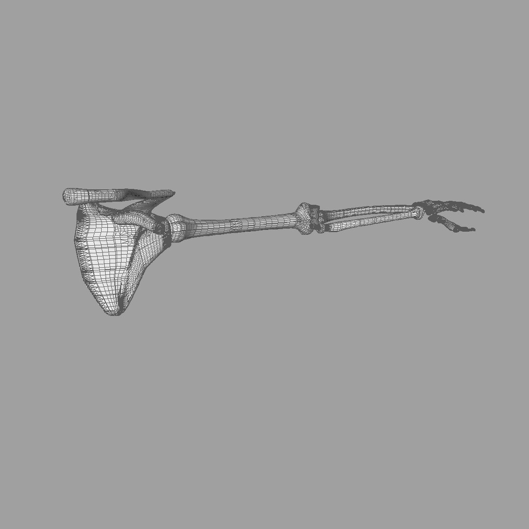 3d Colour Arm Hand Skeleton Model