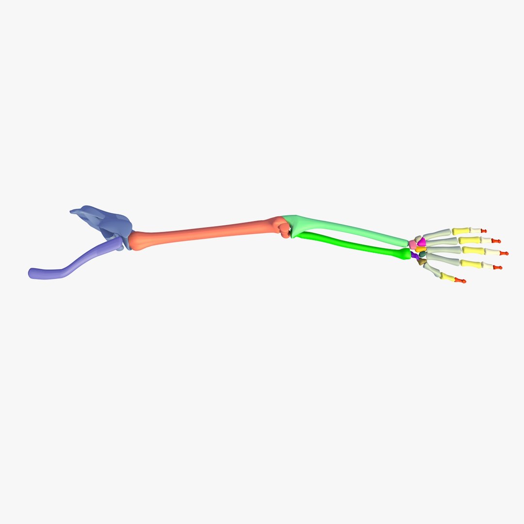 3d Colour Arm Hand Skeleton Model