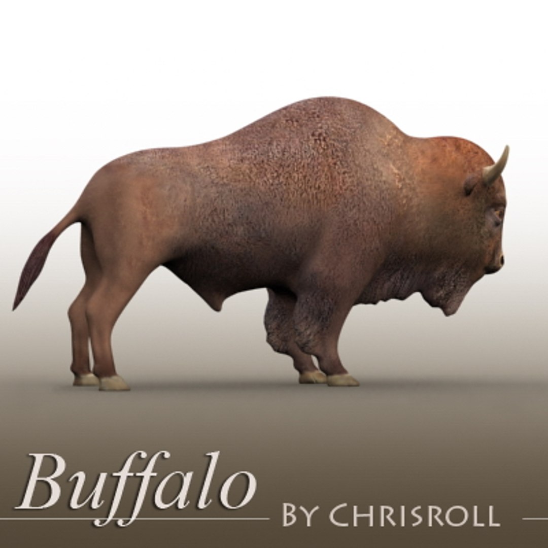 3d Buffalo Bison Model