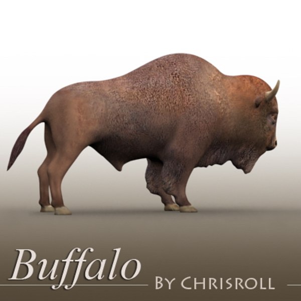 3d buffalo bison model