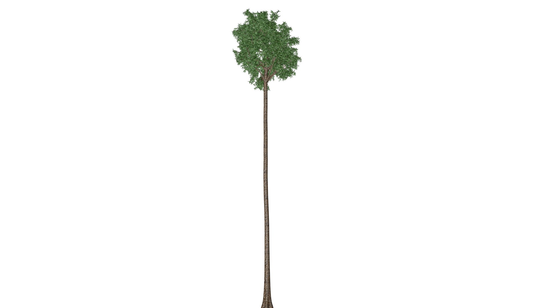 Flooded Gum Tree - 05 - 3D Model - TurboSquid 2375881