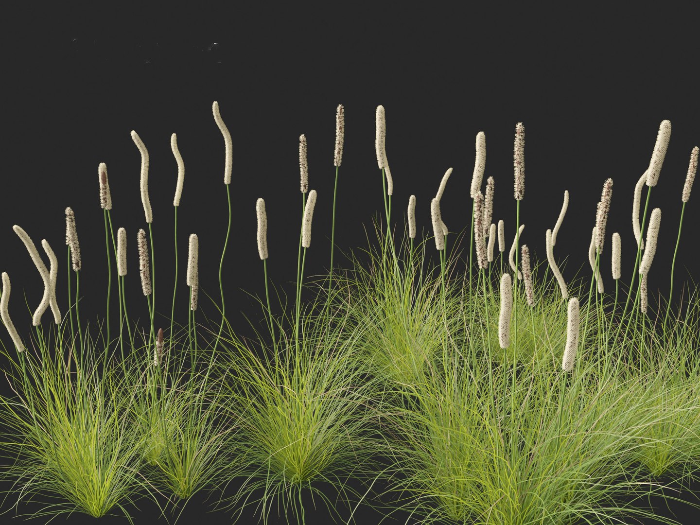 3D Xanthorrhoea minor - Grasstree - TurboSquid 2132667