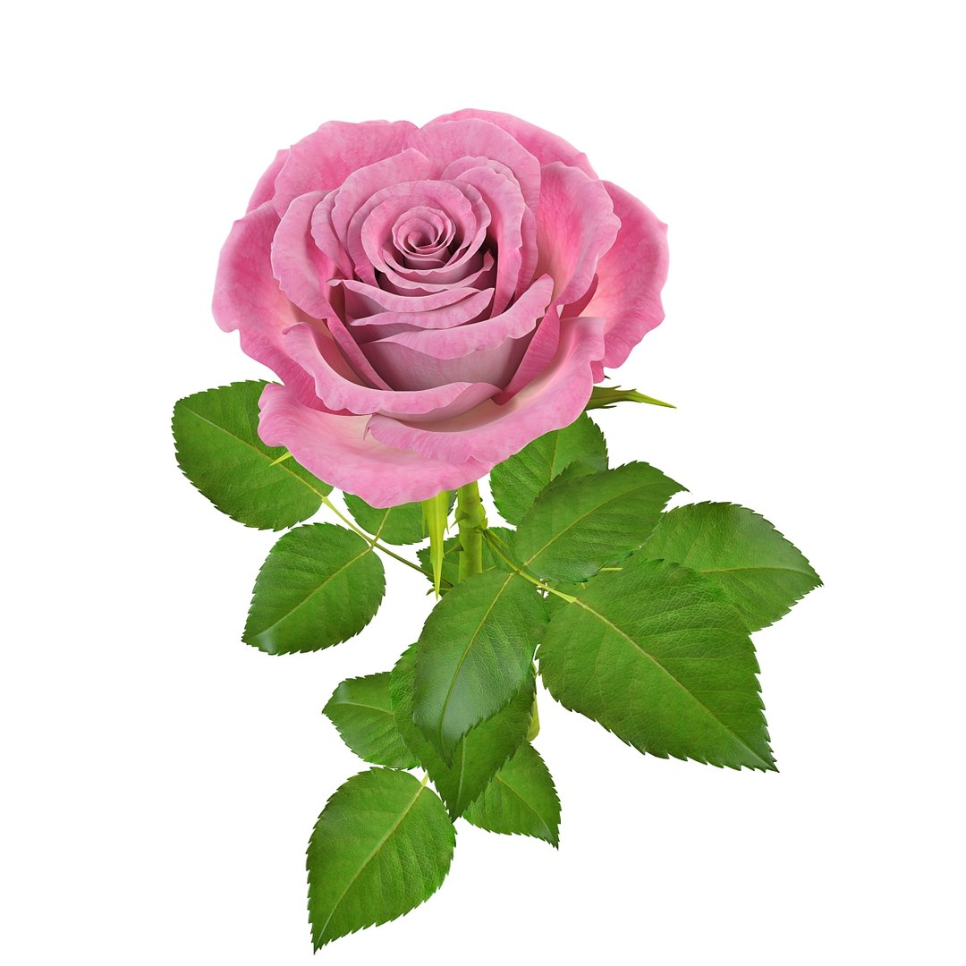 Rose Flower Model - TurboSquid 592751