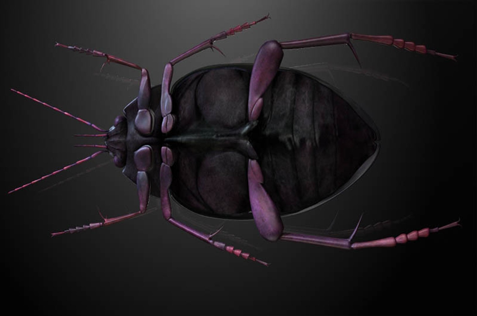 Insects Lice 3D Model - TurboSquid 1312017