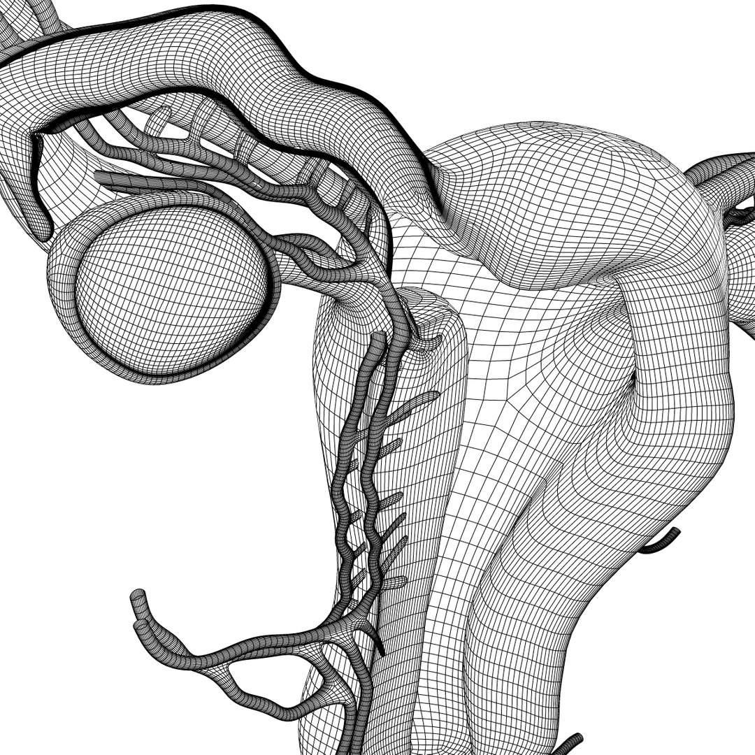 Female Reproductive 3d 3ds