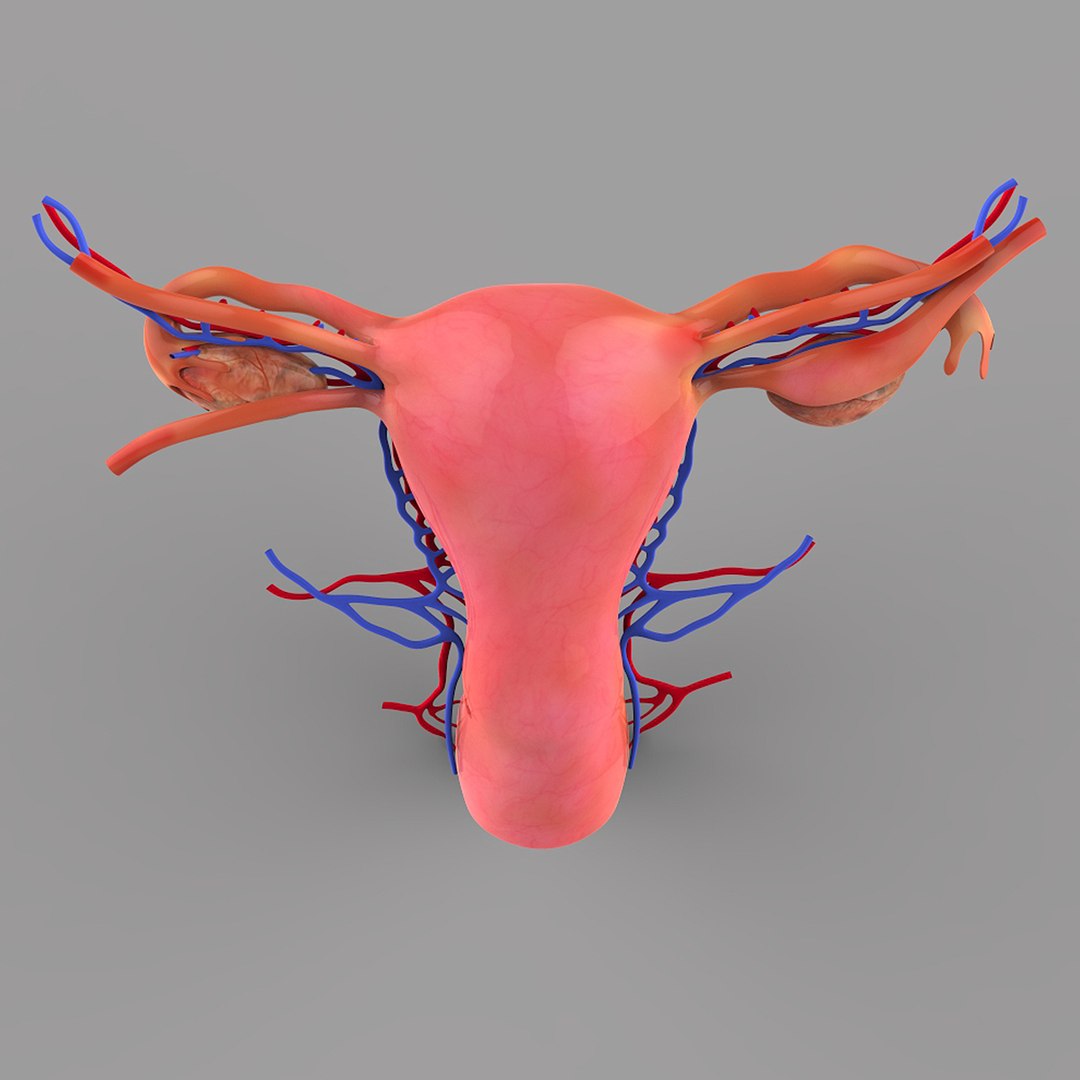 Female Reproductive 3d 3ds