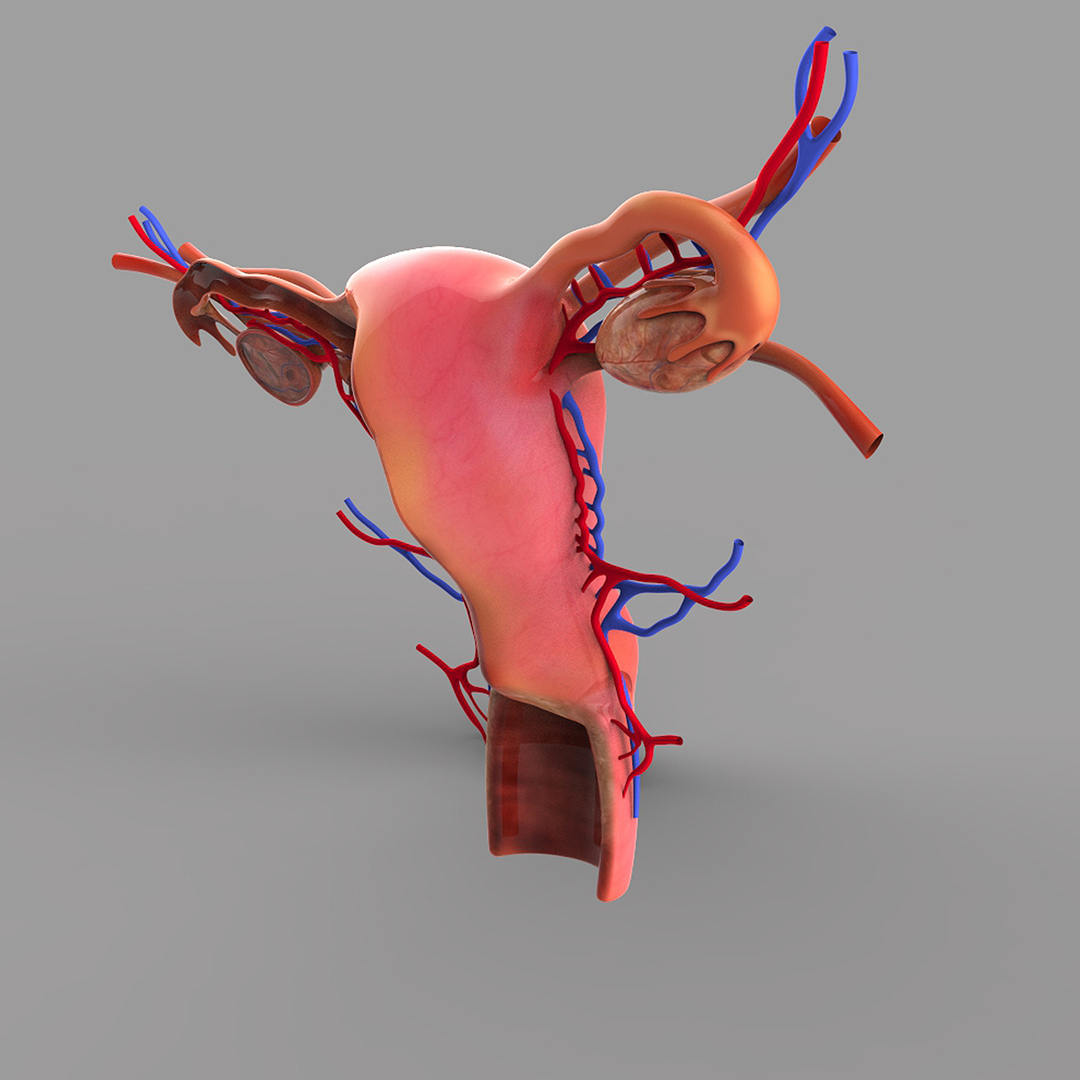 female reproductive 3d 3ds