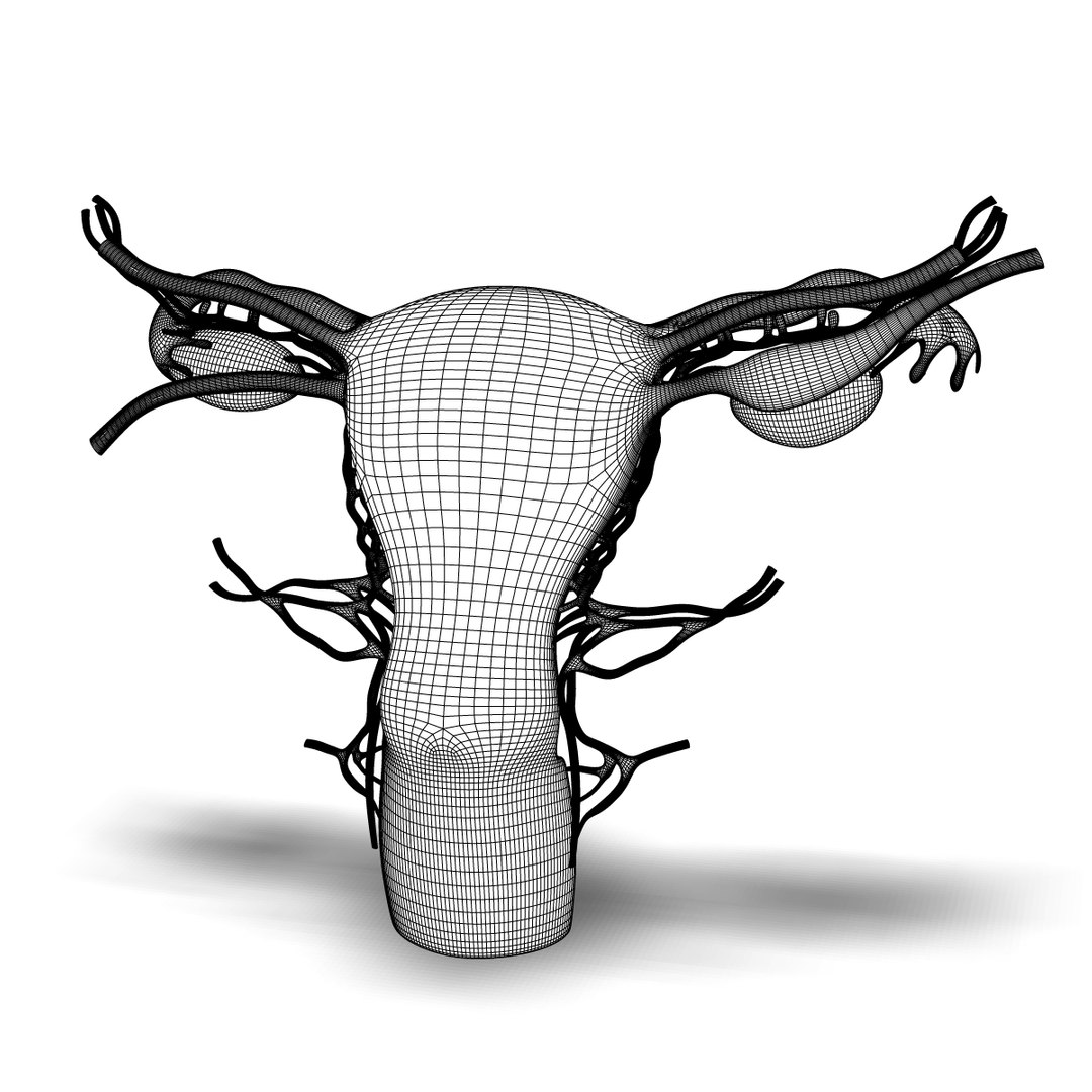 Female Reproductive 3d 3ds