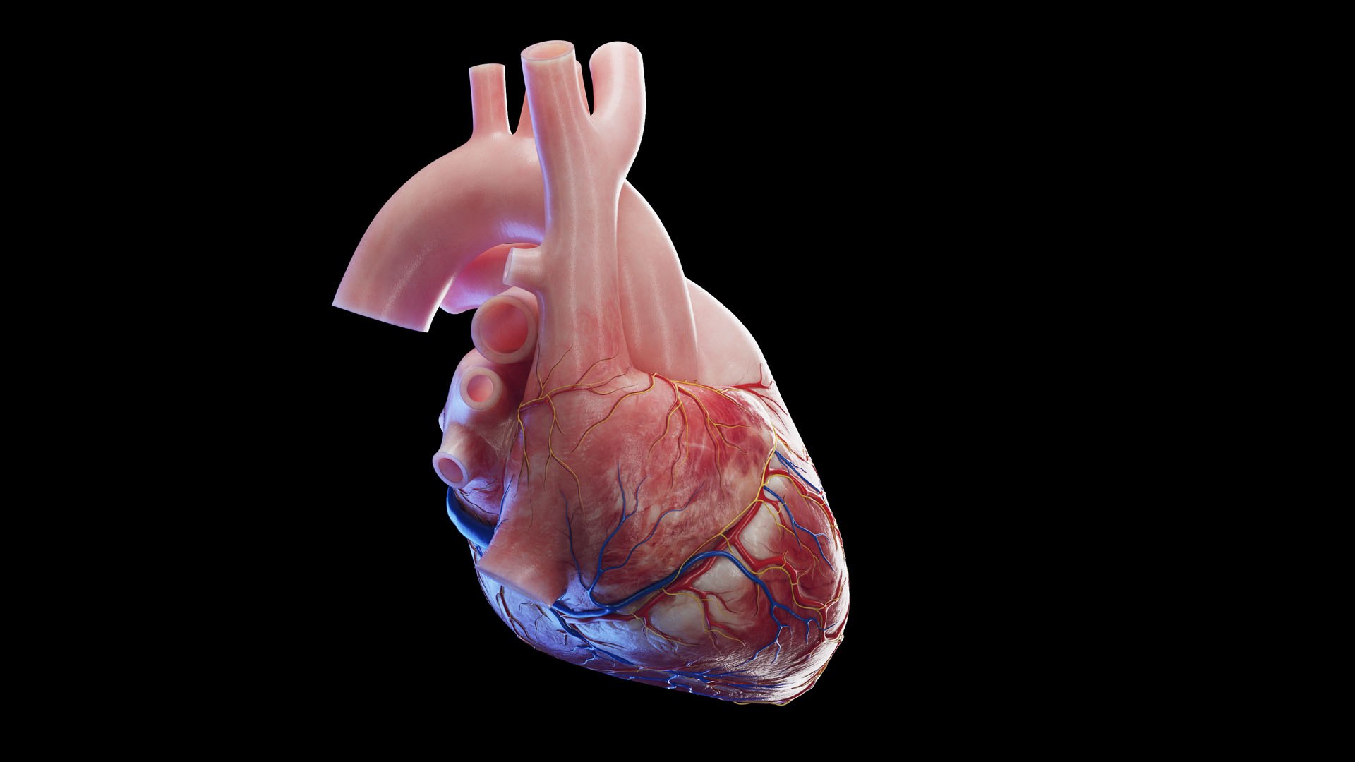 Medically Accurate Human Heart Animated - Complete Anatomy Model ...