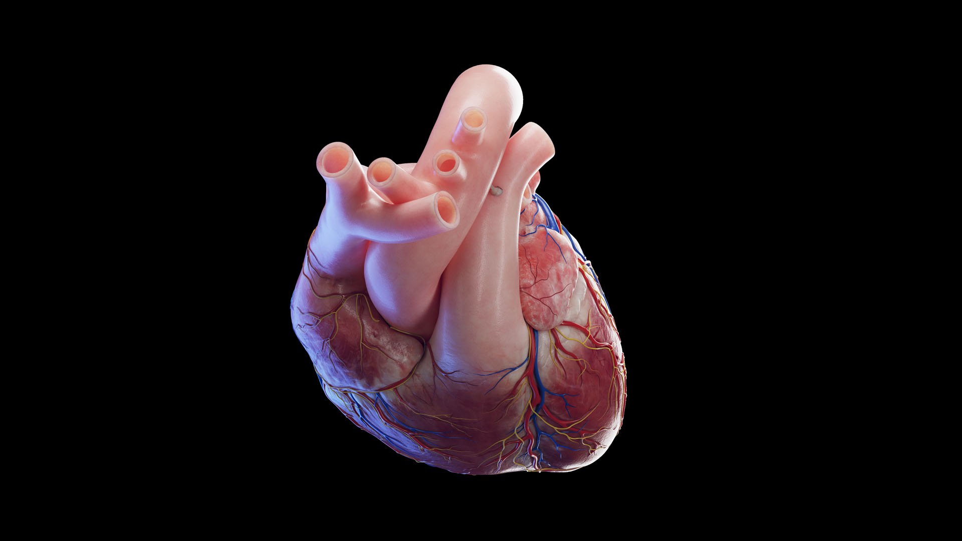 Medically Accurate Human Heart Animated - Complete Anatomy Model ...