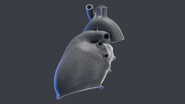 医学上准确的人类心脏动画 - 完整解剖学3D模型 - TurboSquid 2029704