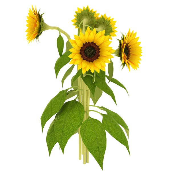 Sunflower Free Model | Best Flower Site