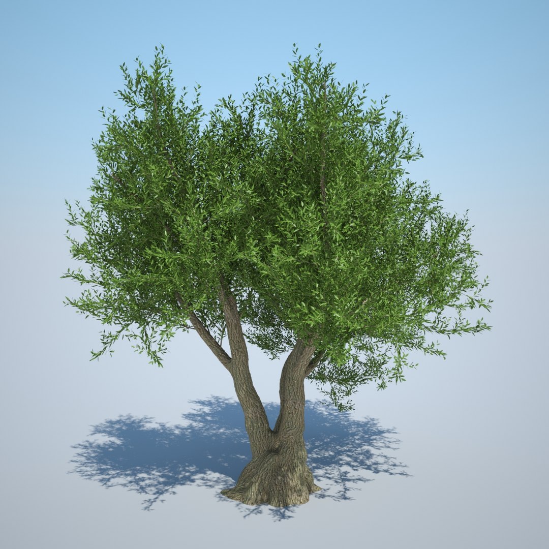 3d Olive Tree