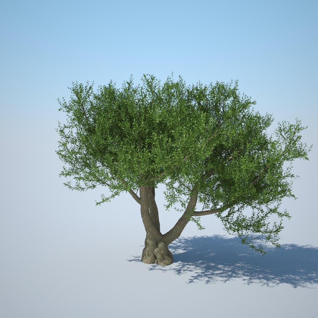 3d Olive Tree