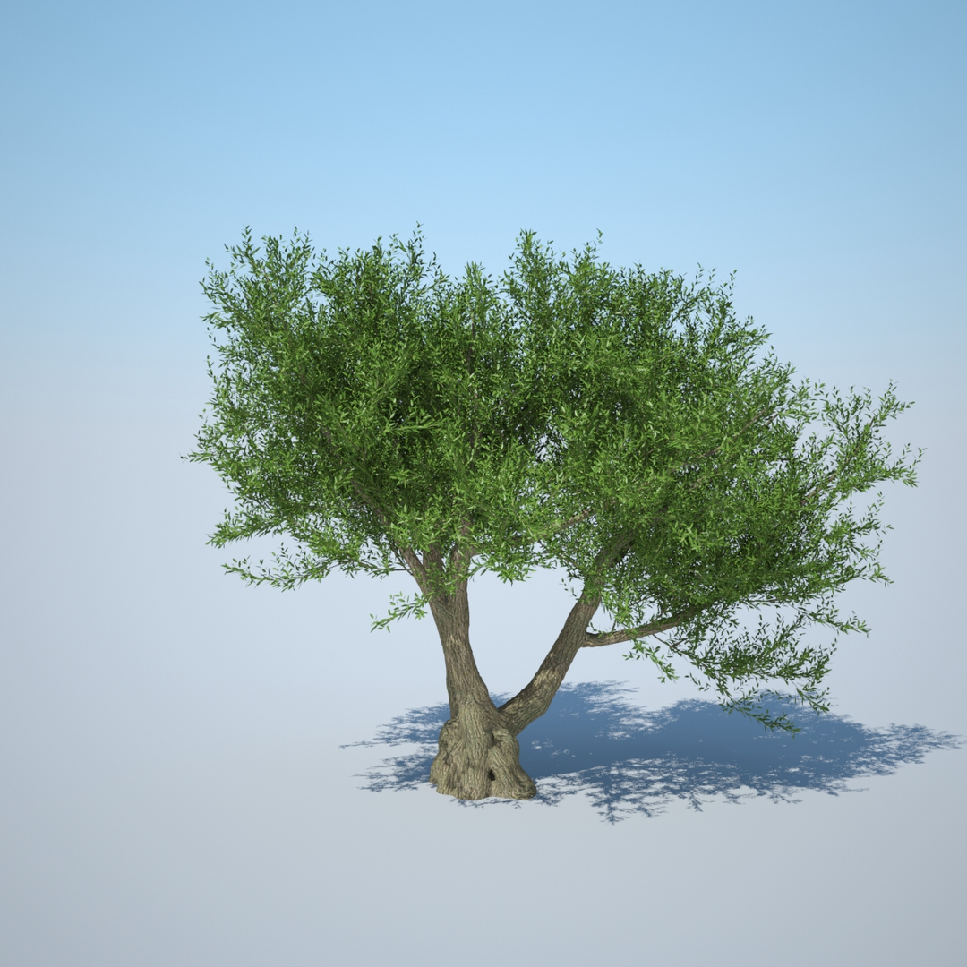 3d Olive Tree