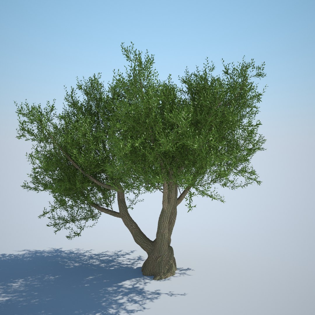 3d Olive Tree