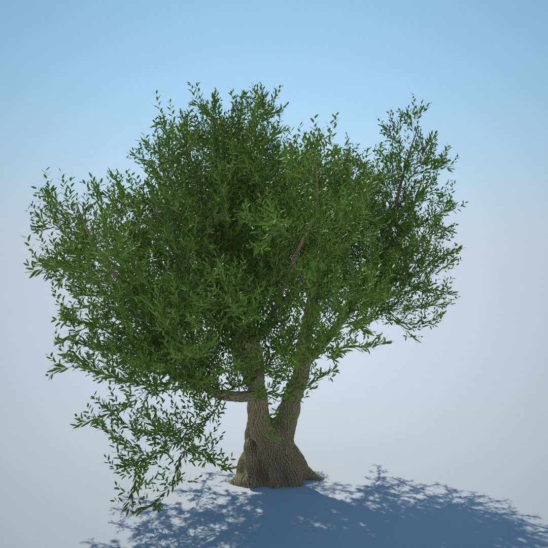 3d Olive Tree