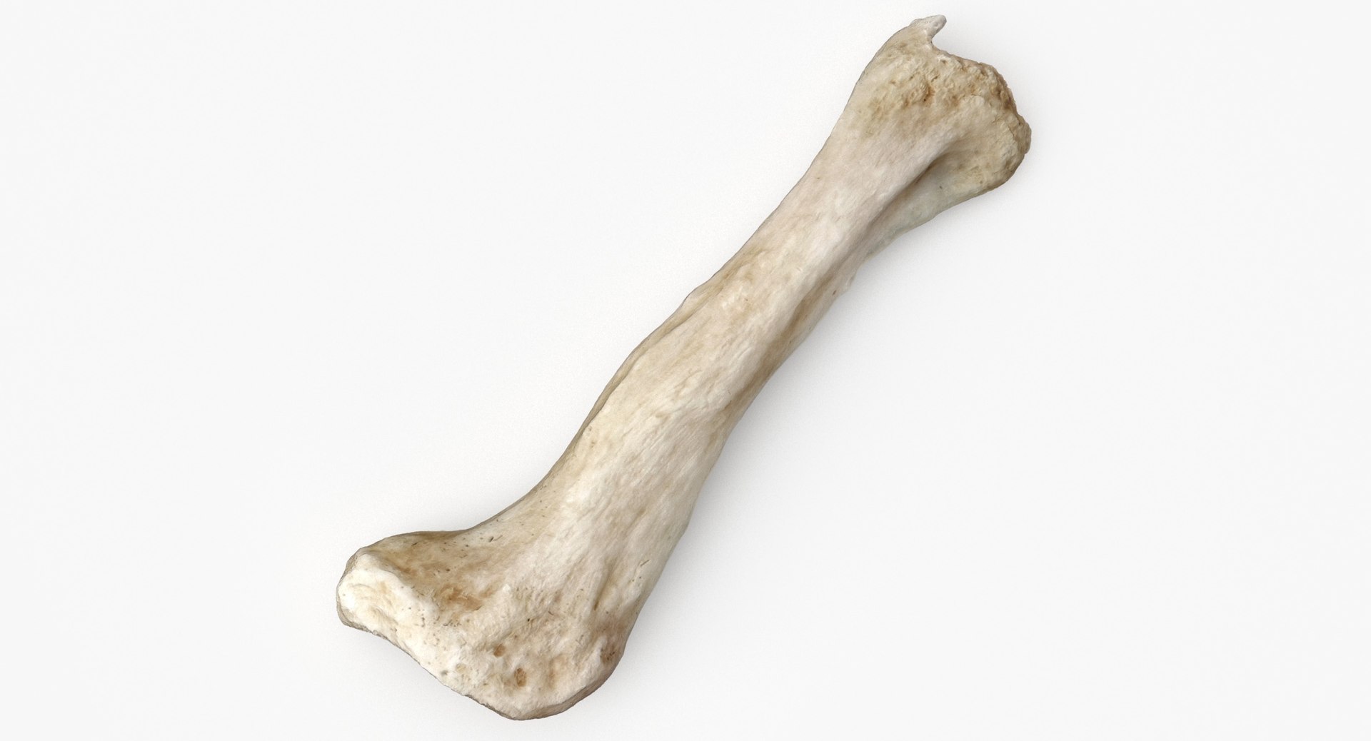 3D Domestic Dog Hyoid Apparatus Epihyoid Bone 01 - TurboSquid 2102560