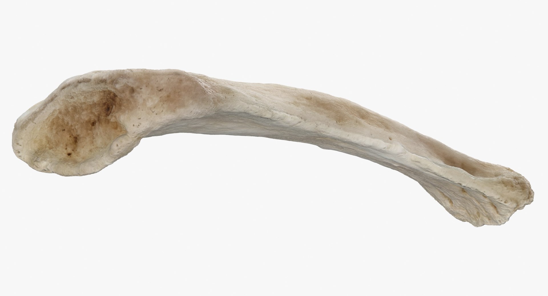 3D Domestic Dog Hyoid Apparatus Epihyoid Bone 01 - TurboSquid 2102560