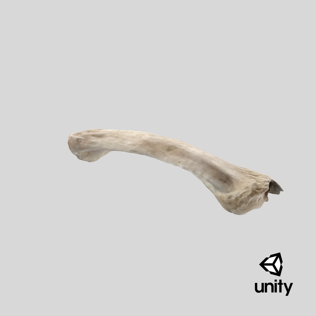 3D Domestic Dog Hyoid Apparatus Epihyoid Bone 01 - TurboSquid 2102560