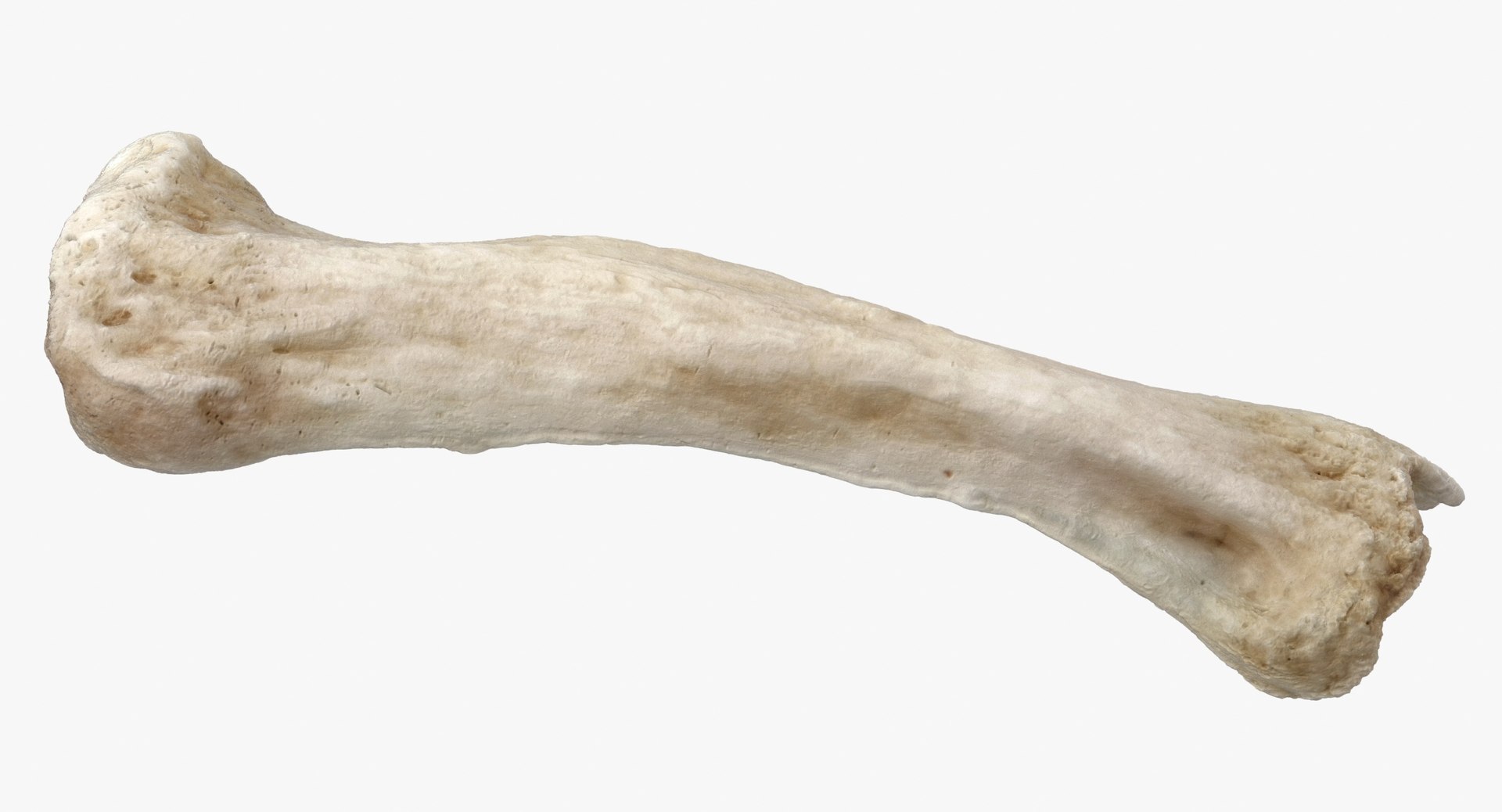 3D Domestic Dog Hyoid Apparatus Epihyoid Bone 01 - TurboSquid 2102560