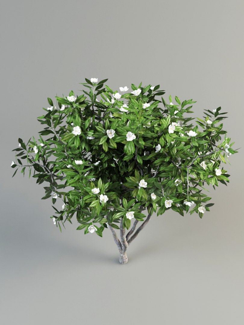 Flower Tree 3d Model