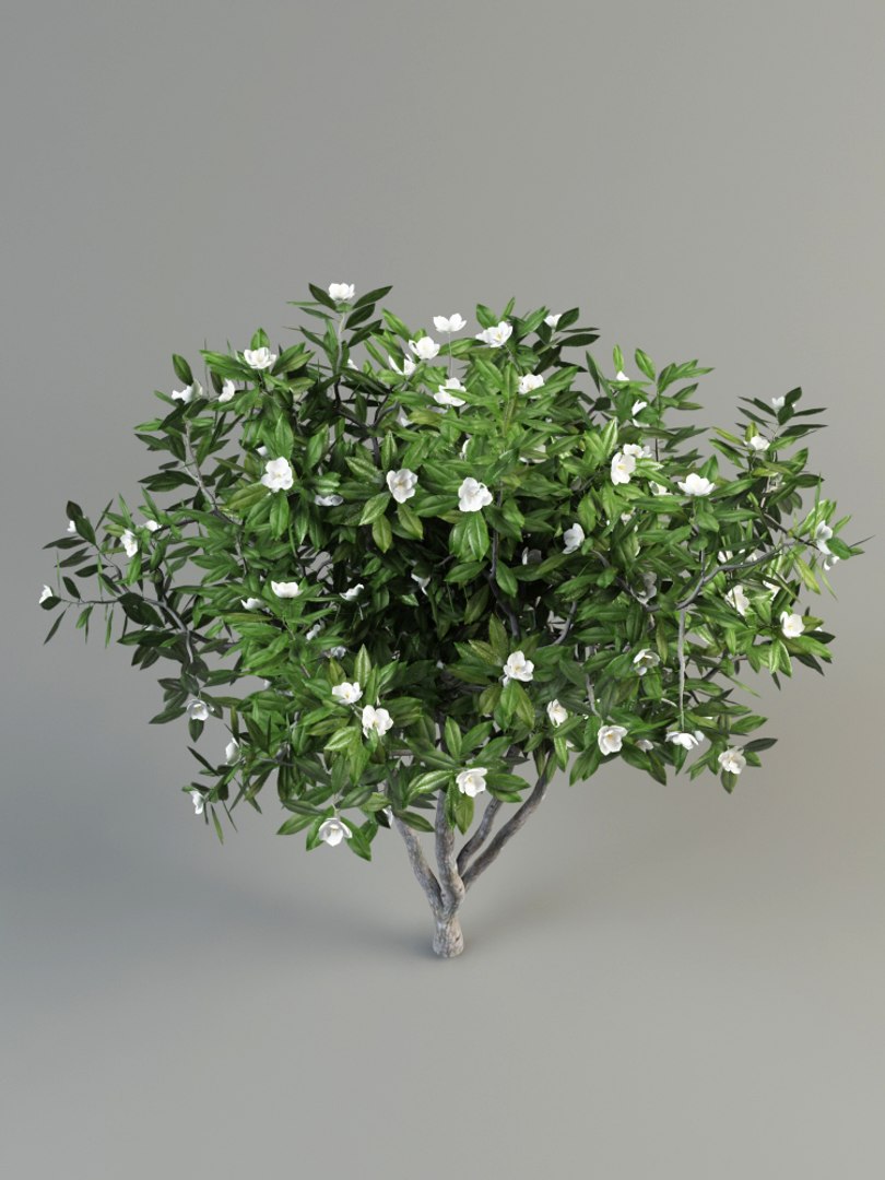 Flower Tree 3d Model