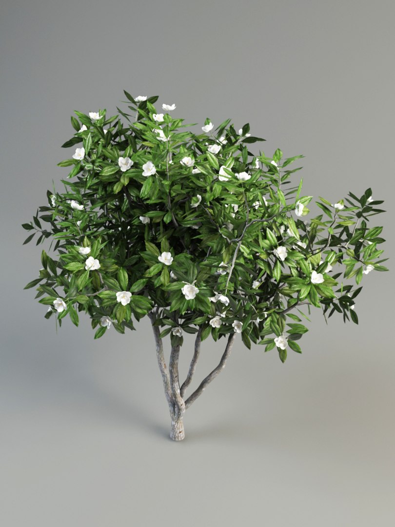 Flower Tree 3d Model
